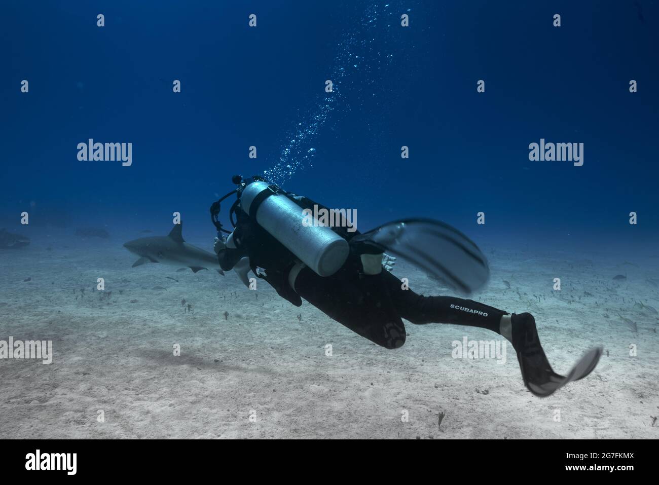 Underwater photographer shooting a shark Stock Photo - Alamy