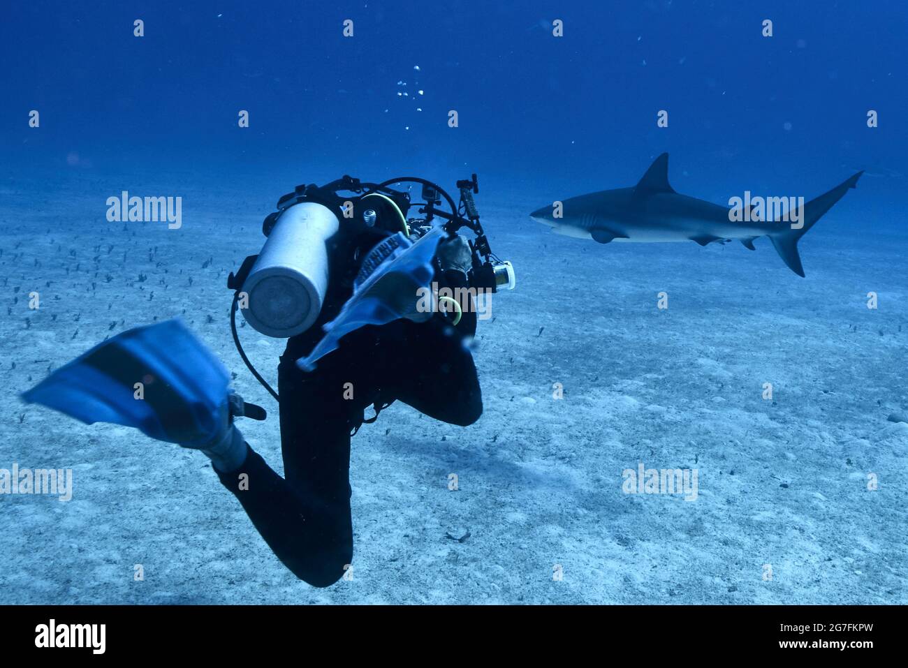 Underwater photographer shooting a shark Stock Photo - Alamy