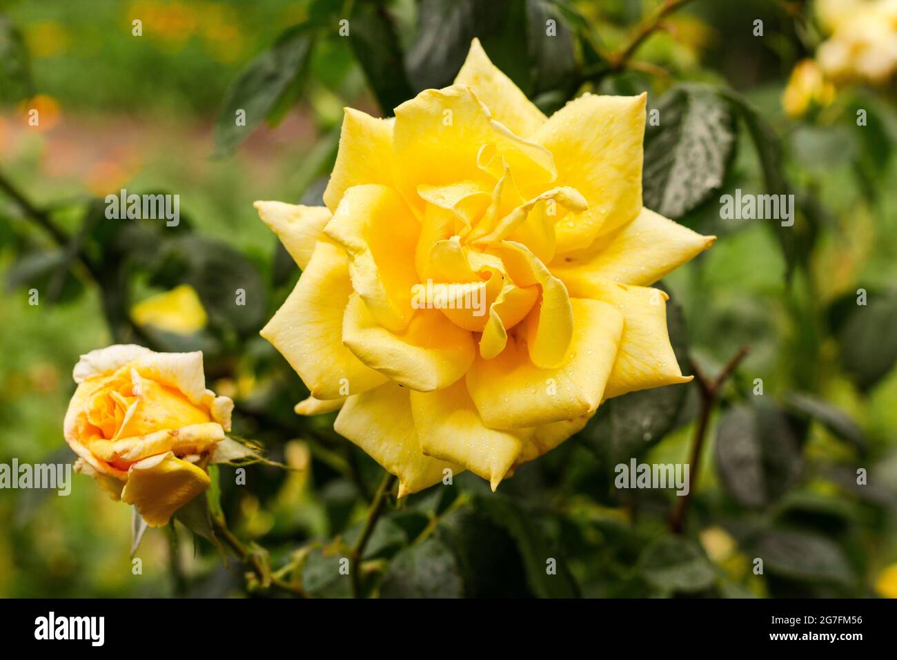 Bud beautiful yellow rose hi-res stock photography and images - Alamy