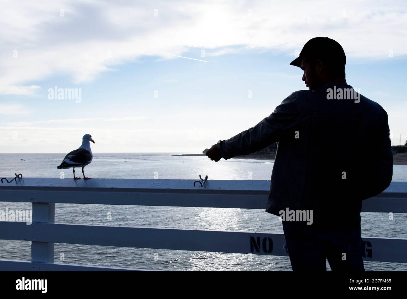 Silhouetted young man on vacation feeding a seagull on the pier Stock ...
