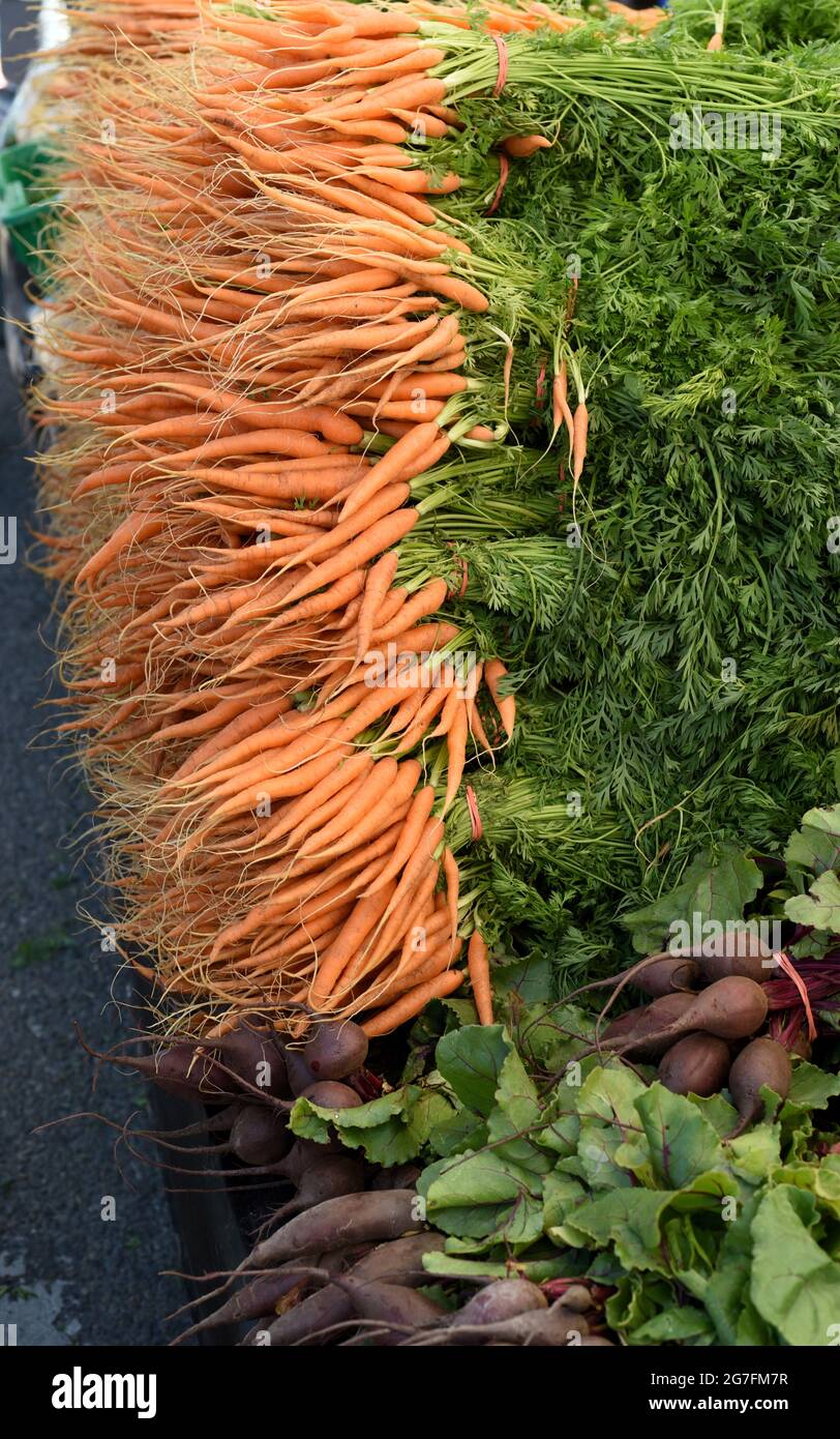 A pile of freshly picked raw carrot bunches sit on a table at a Farmers ...
