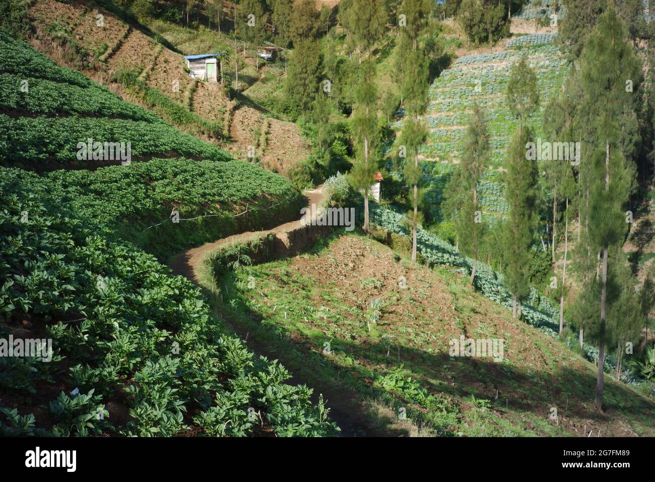 Beautiful landscape potato plantation hi-res stock photography and ...