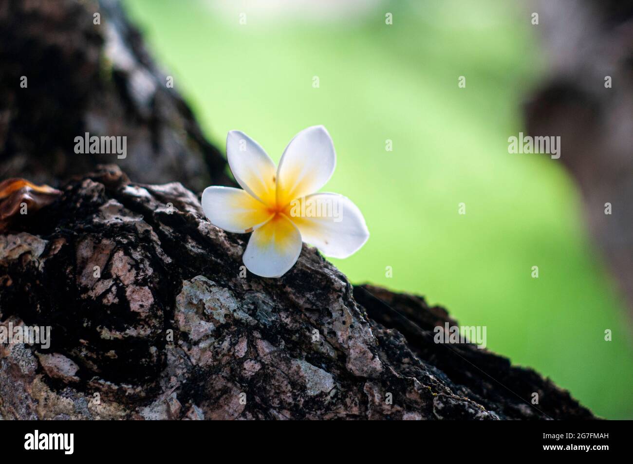 Flower blossom on the tree in central Vietnam Stock Photo - Alamy