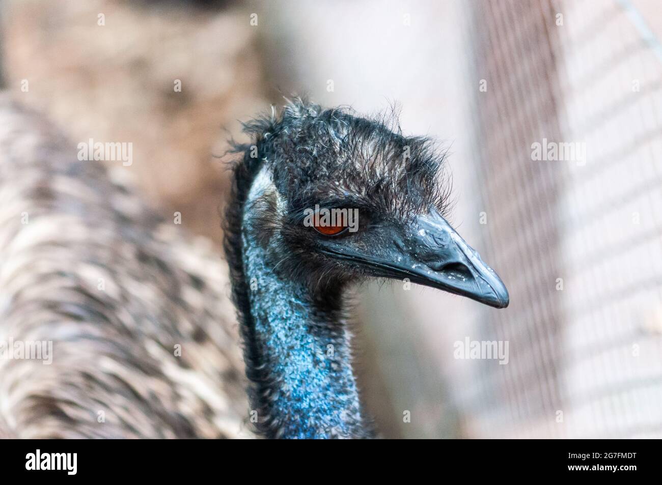 Close up of the face of an emu Stock Photo - Alamy