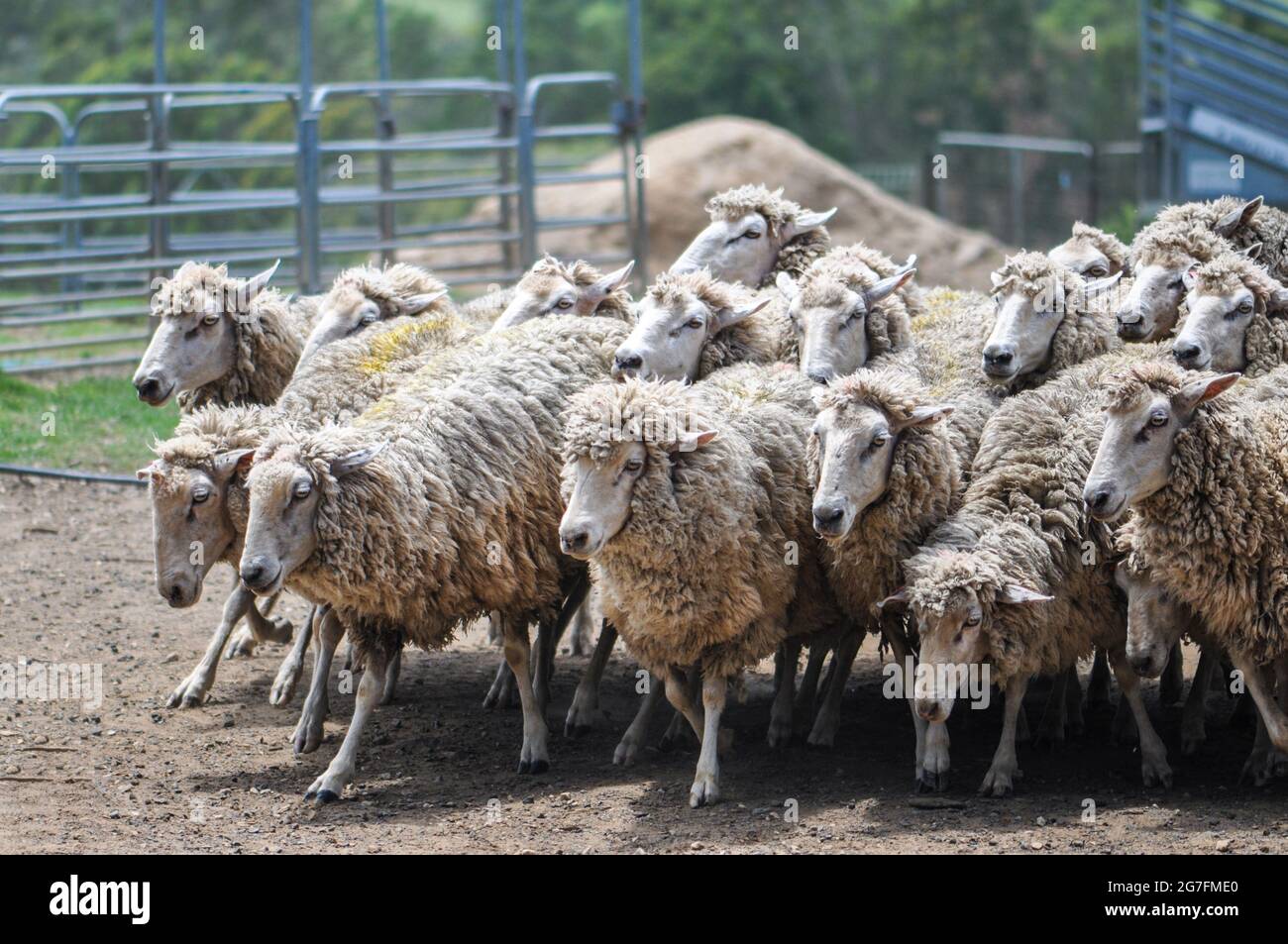 Herd of sheep running at farm yard Stock Photo - Alamy