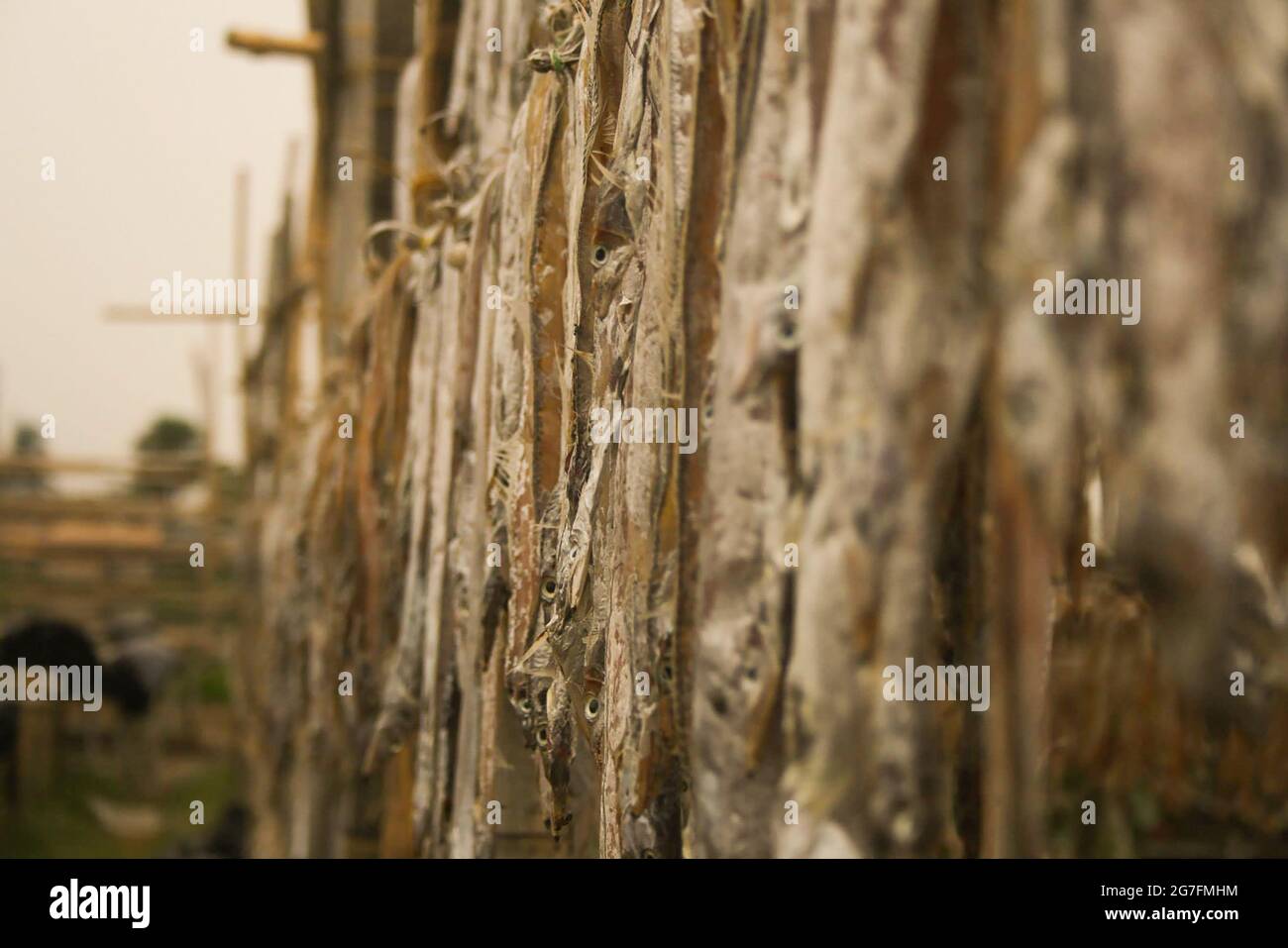 Closeup of different kinds of dried fish from all dry fish processing ...