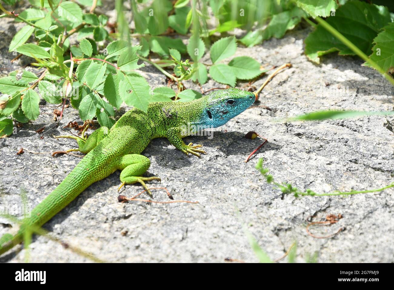Closeup shot of a European green lizard, Lacerta viridis Stock Photo ...