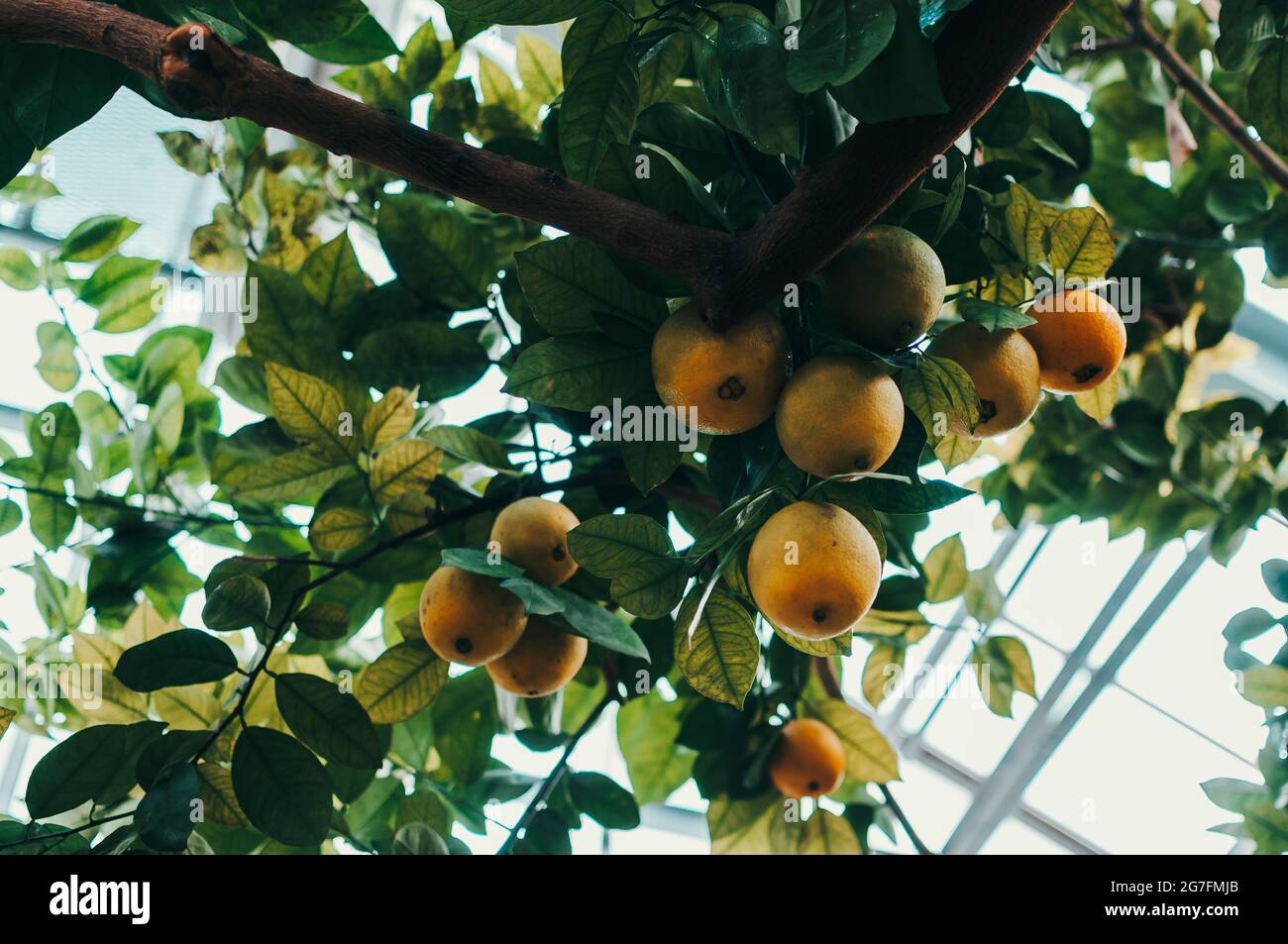 Low angle shot of a citrus tree with ripe fruits in the garden Stock ...