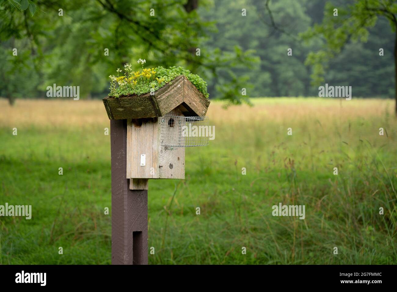 Swallow bird and flowers hi-res stock photography and images - Alamy
