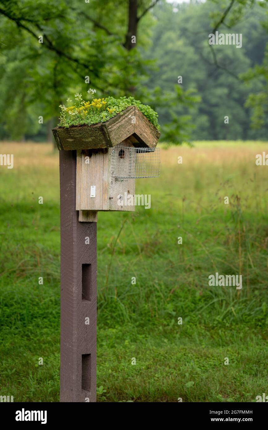 Tree swallow birdhouse on a post with flowers on its roof Stock Photo ...