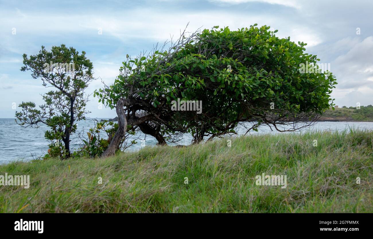 One small tree on skyline hi-res stock photography and images - Alamy