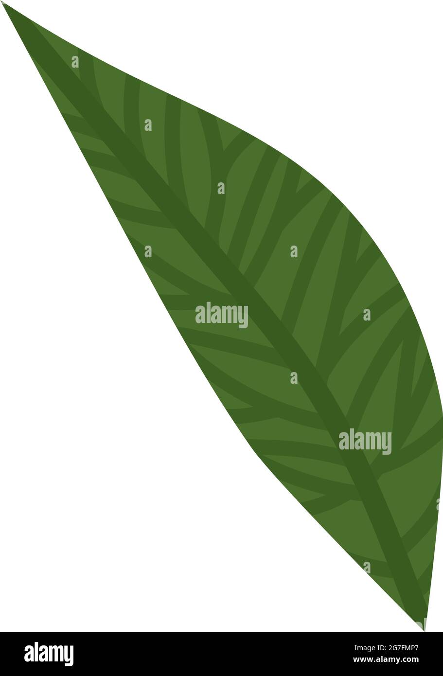 lanceolate leaf illustration Stock Vector Image & Art - Alamy