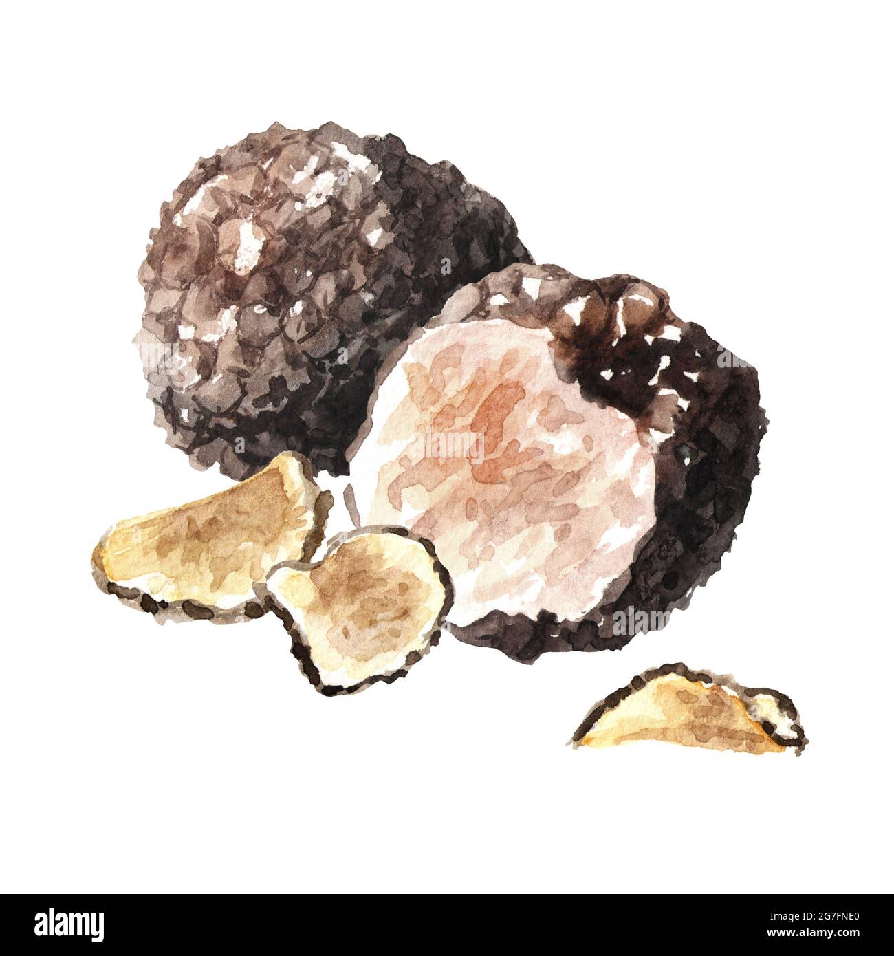 Black truffle mushrooms and dry slices, Watercolor hand drawn ...