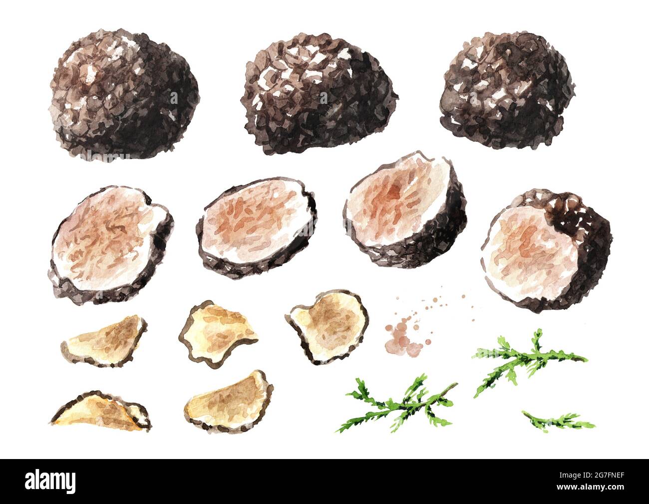 Black truffles and slices mushroom set. Watercolor hand drawn ...