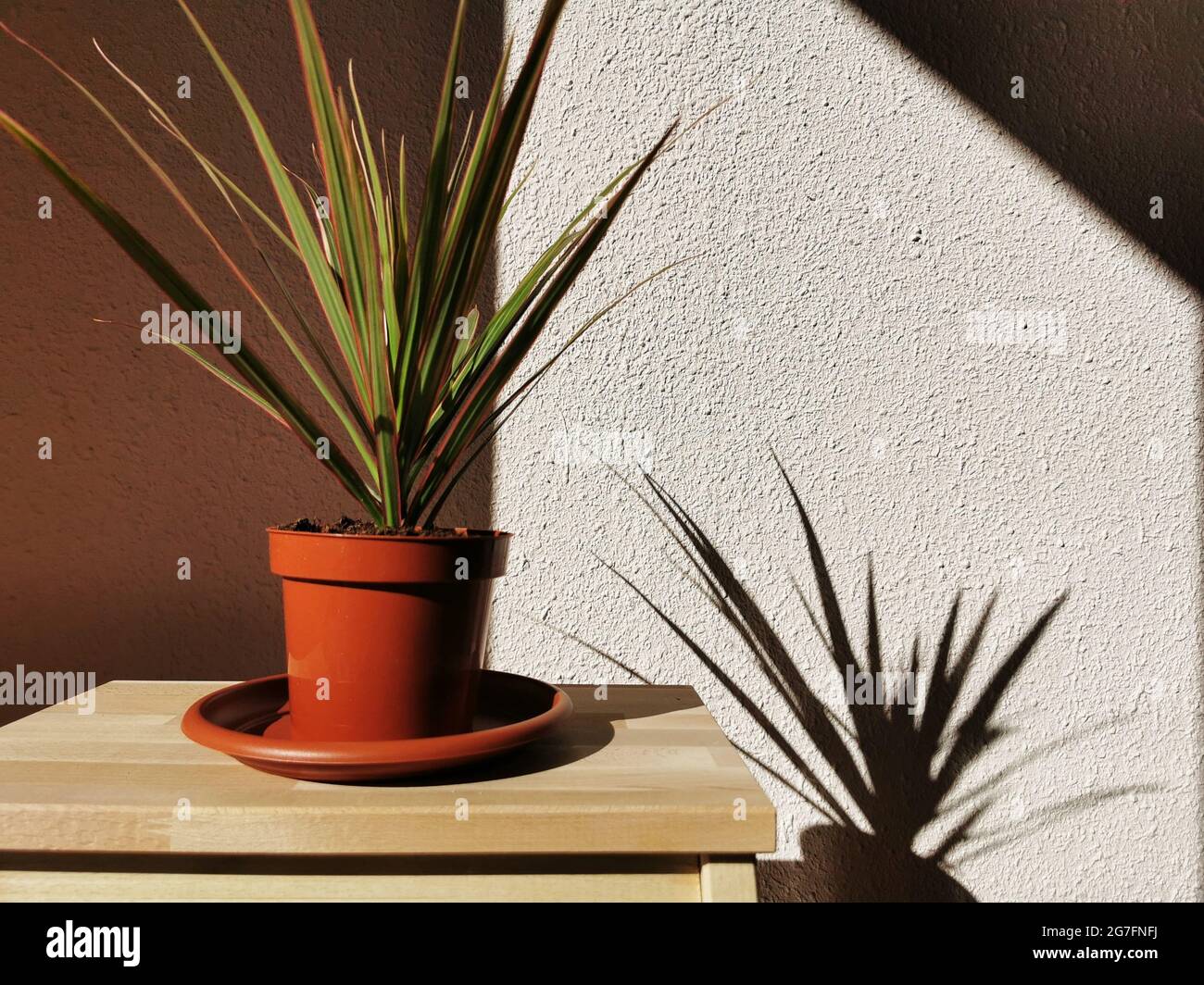 Closeup of a beautiful house plant in a brown pot with a visible shadow ...