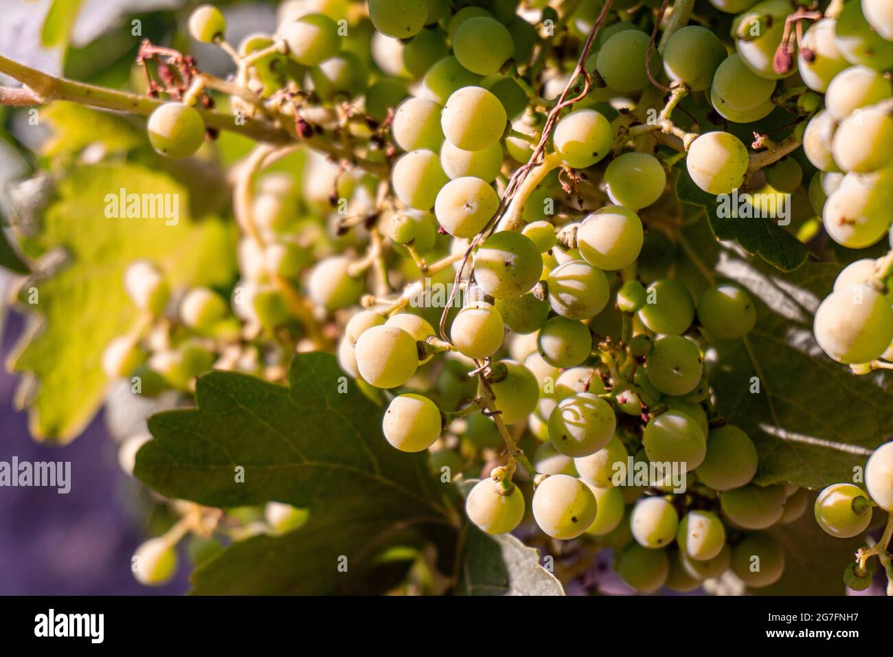 Close up shot of grapes Stock Photo - Alamy