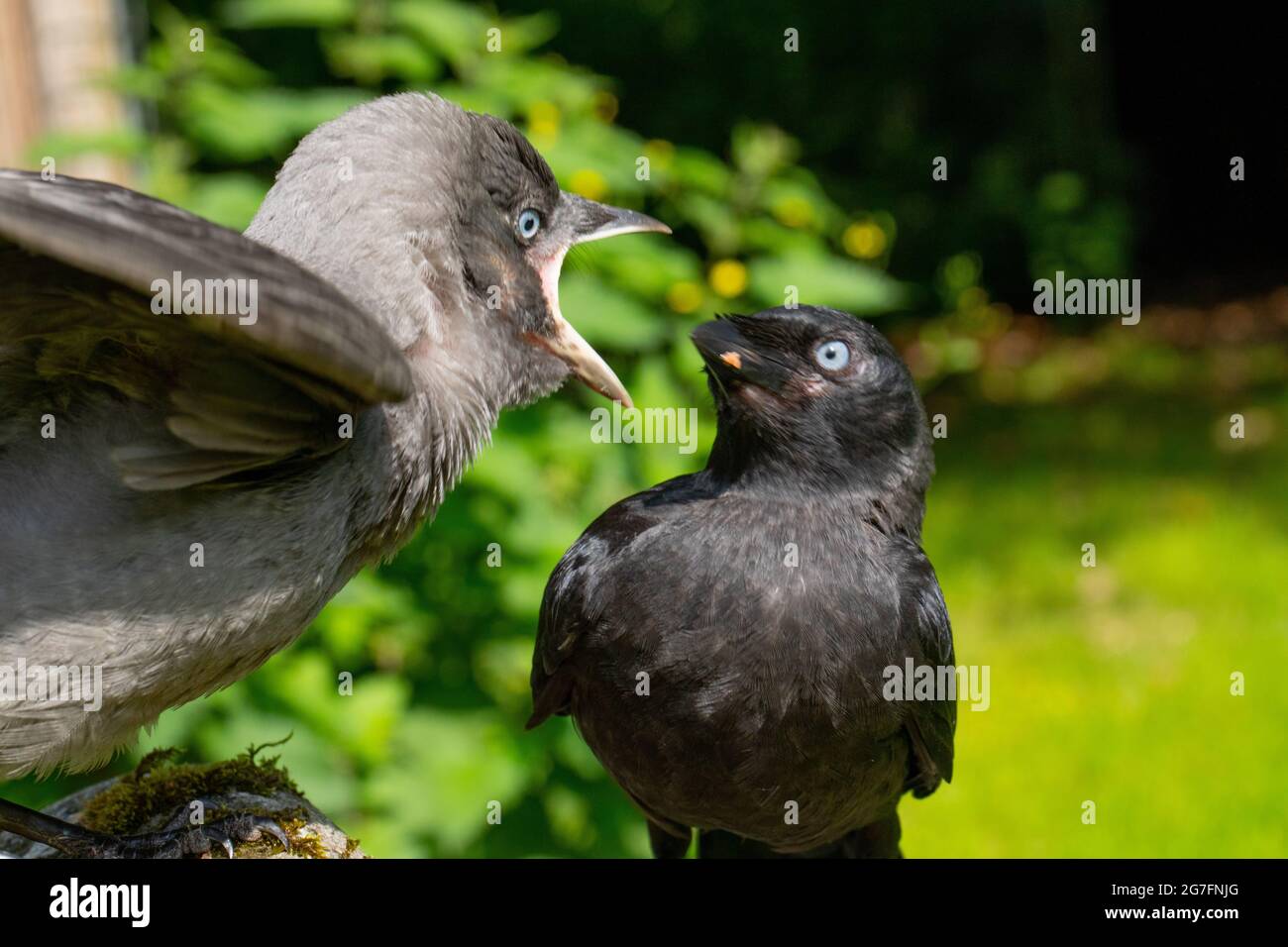 Black jackdaws hi-res stock photography and images - Alamy