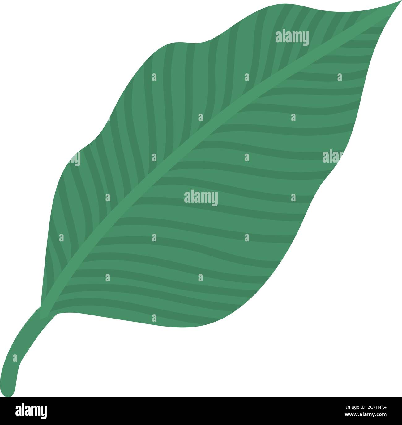 lanceolate leaf design Stock Vector Image & Art - Alamy