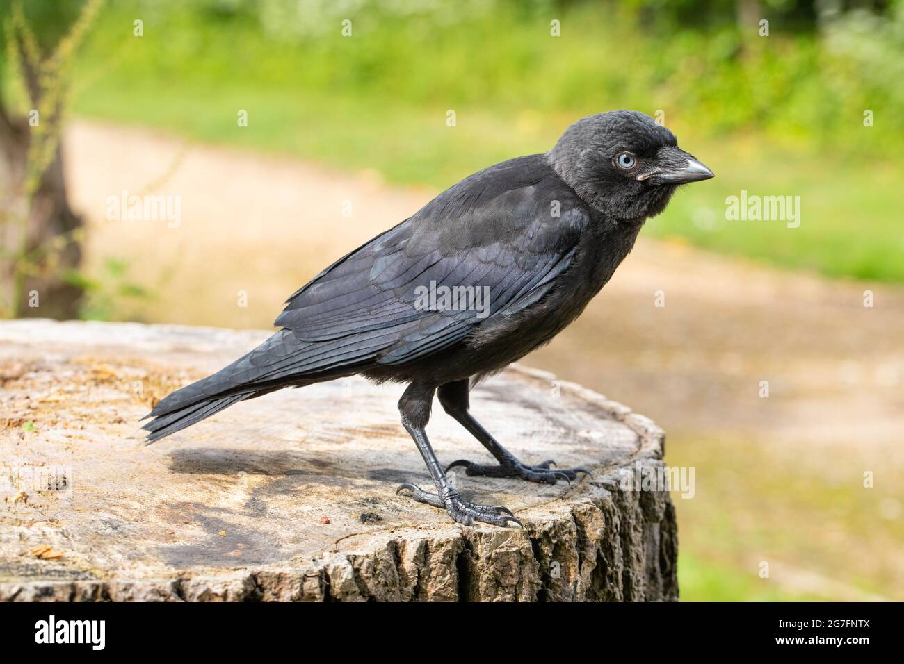 Crows standing hi-res stock photography and images - Alamy