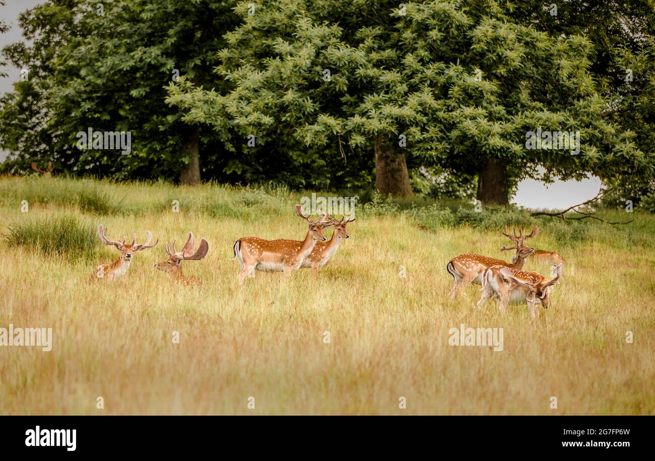 Nice shot of deer in wilderness Stock Photo - Alamy