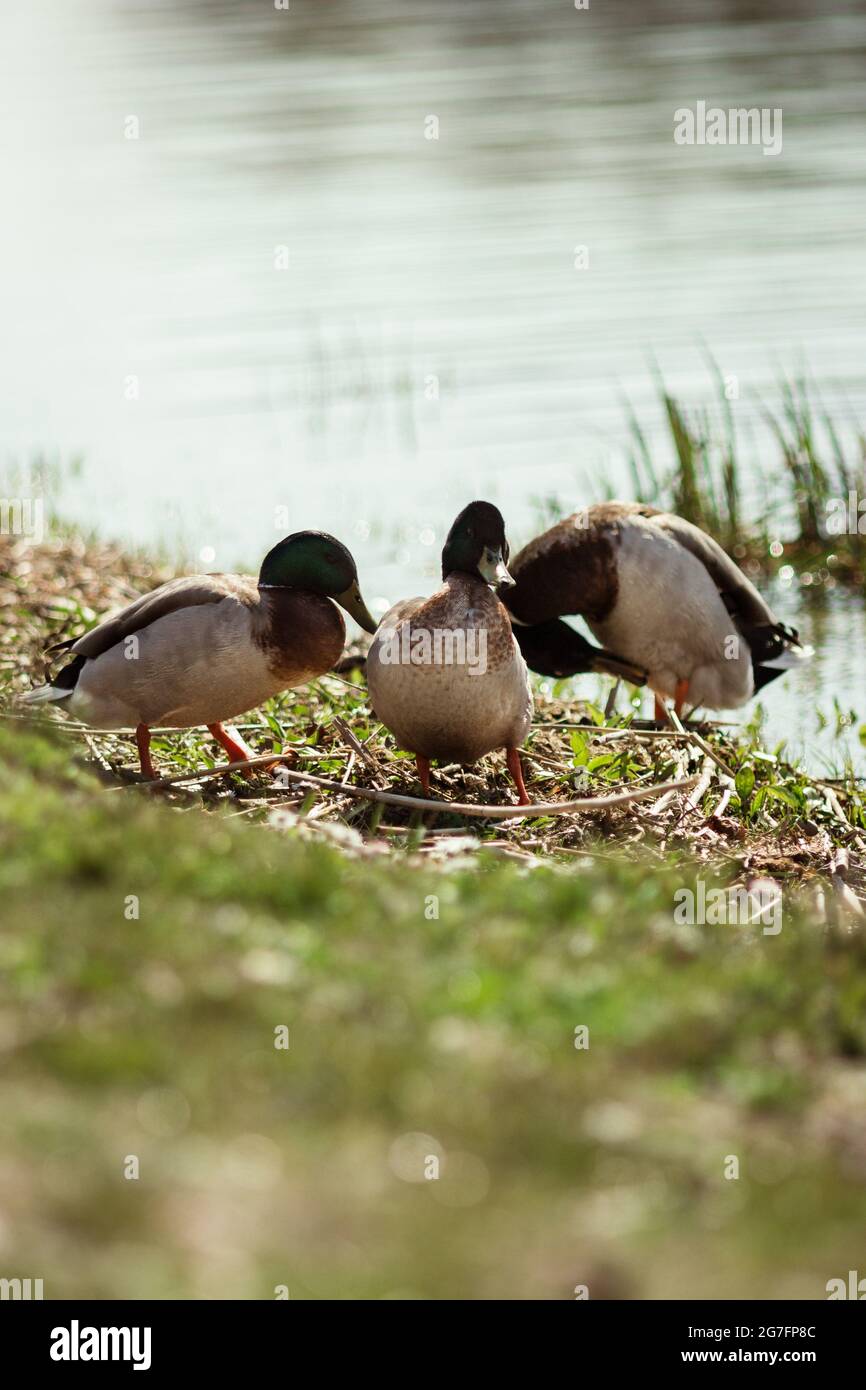 European duck in a lake a warm day Stock Photo - Alamy