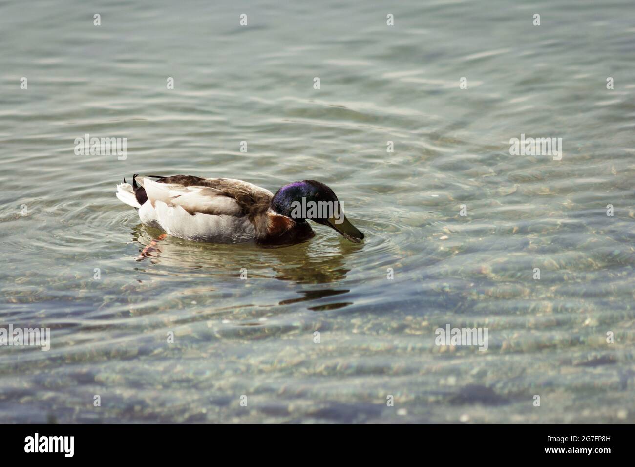 Colour duck hi-res stock photography and images - Alamy