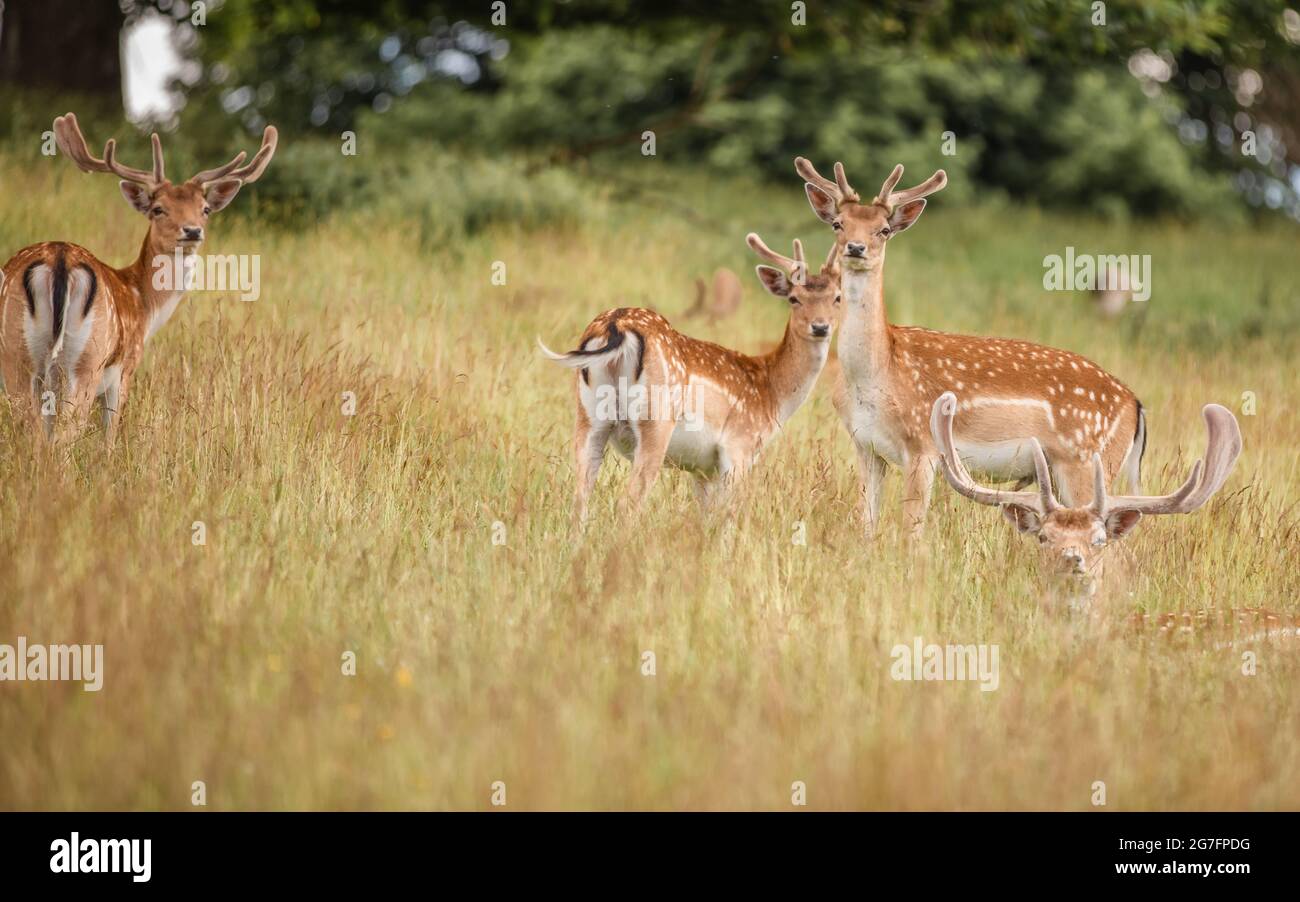 Nice shot of deer in wilderness Stock Photo - Alamy