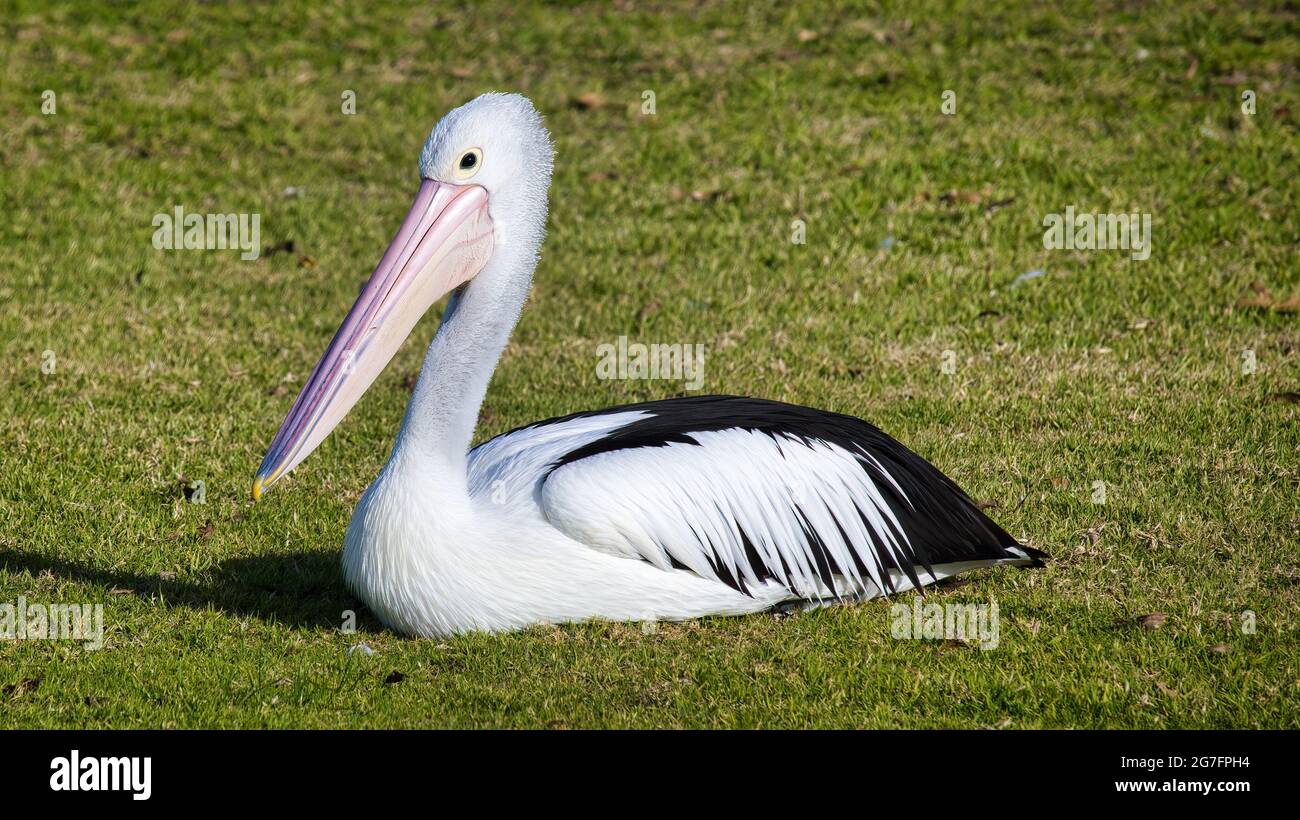 Pelican resting on the grass beside Lake Mulwala Victoria Stock Photo ...