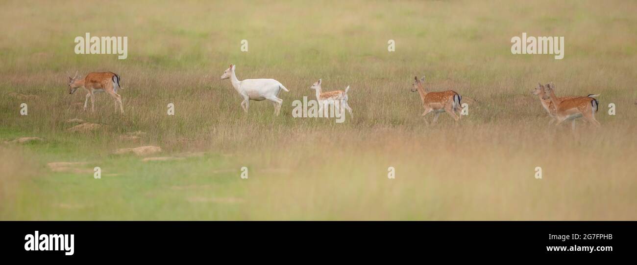Nice deer shot hi-res stock photography and images - Alamy