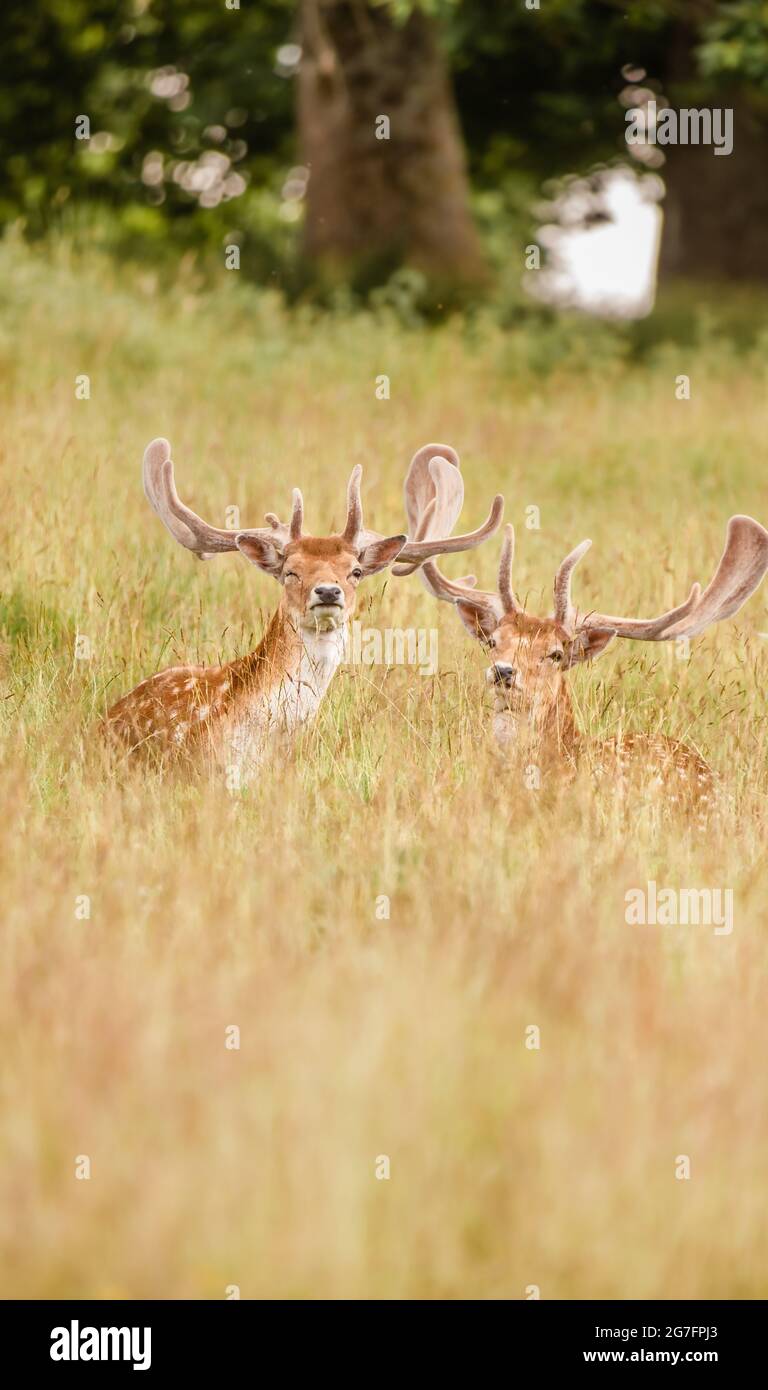 Nice deer shot hi-res stock photography and images - Alamy