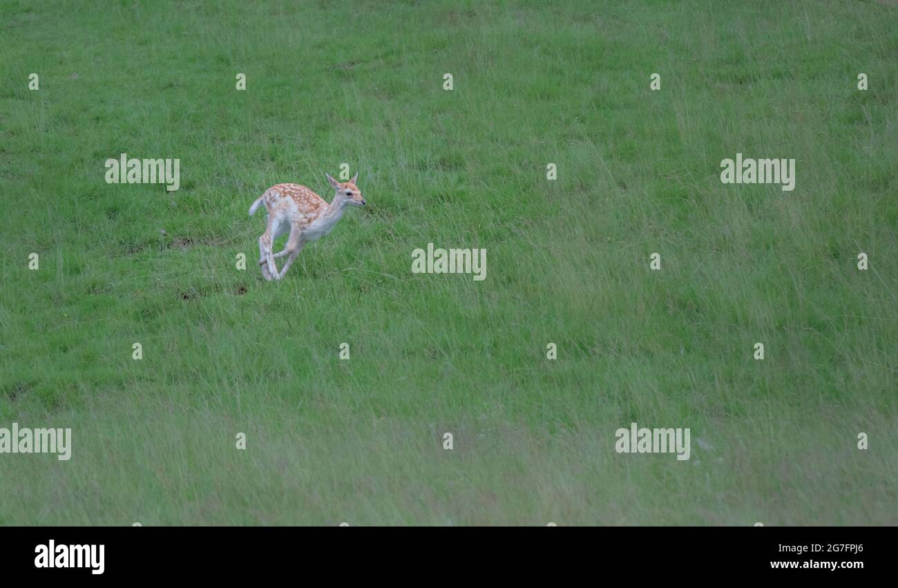 Nice shot of young deer running in wilderness Stock Photo - Alamy