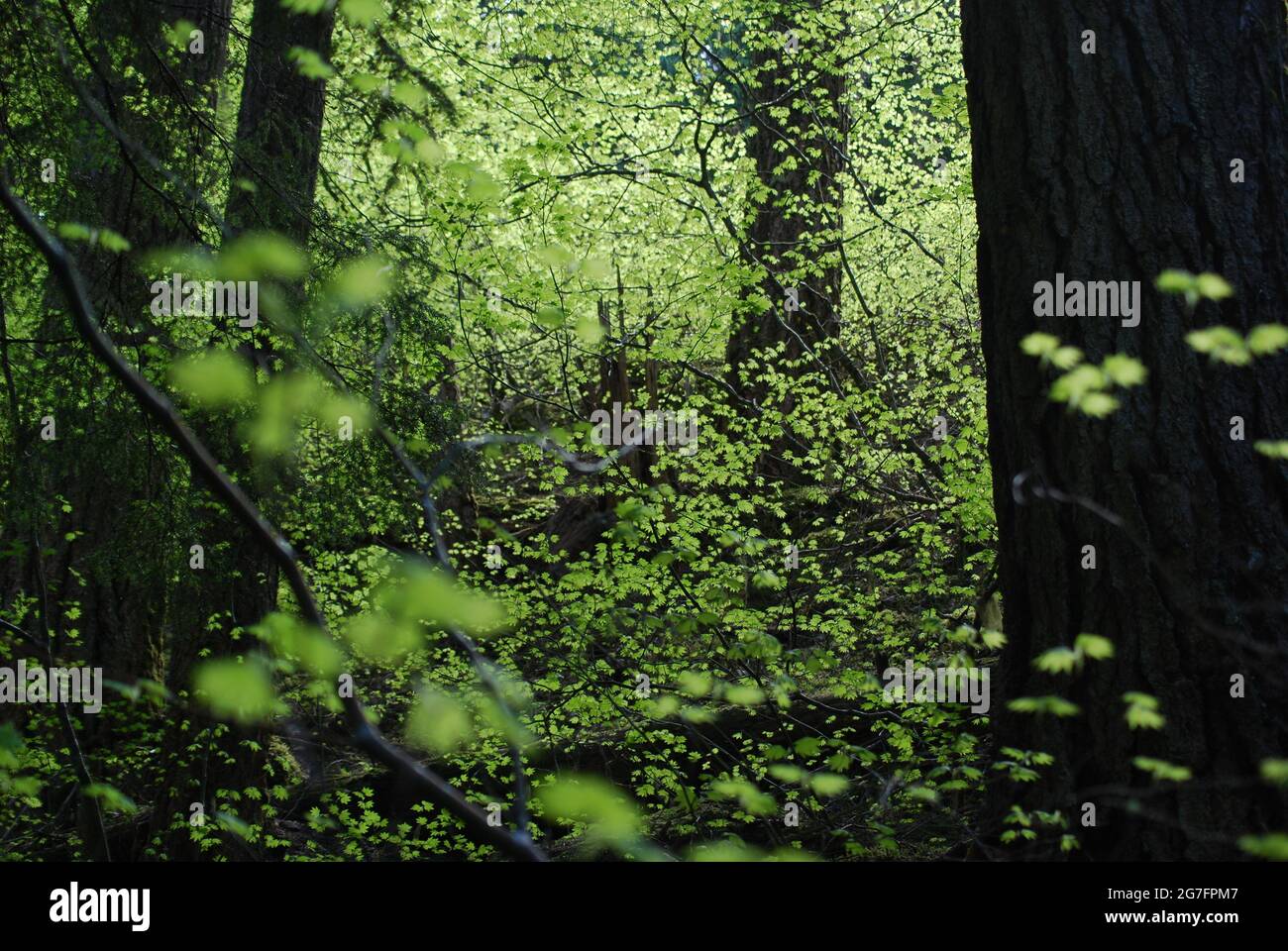 Spring green in the Cascade Mountains Stock Photo - Alamy