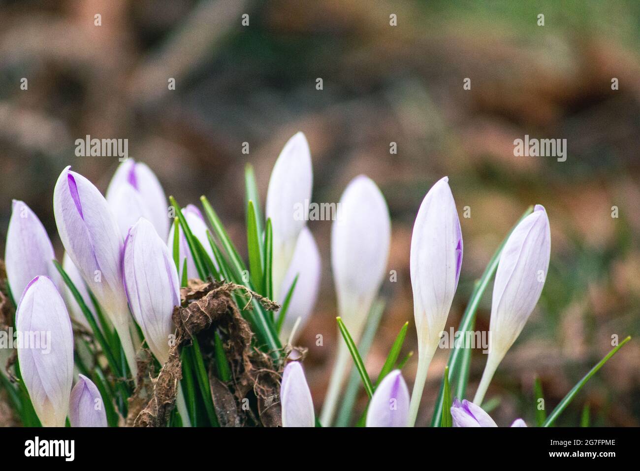 Beautiful crocus flowers in a garden Stock Photo - Alamy