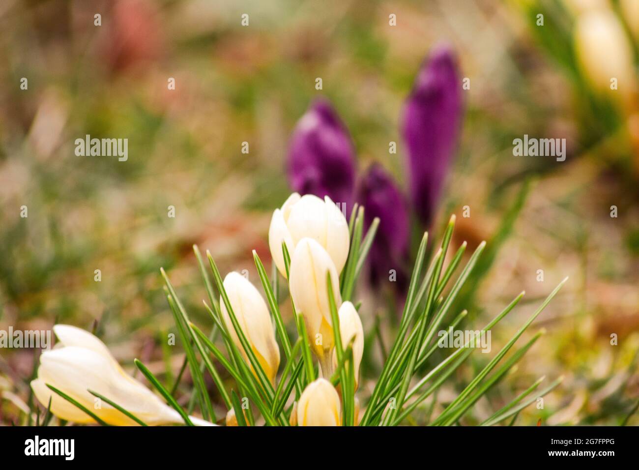 Beautiful crocus flowers in a gar Stock Photo - Alamy