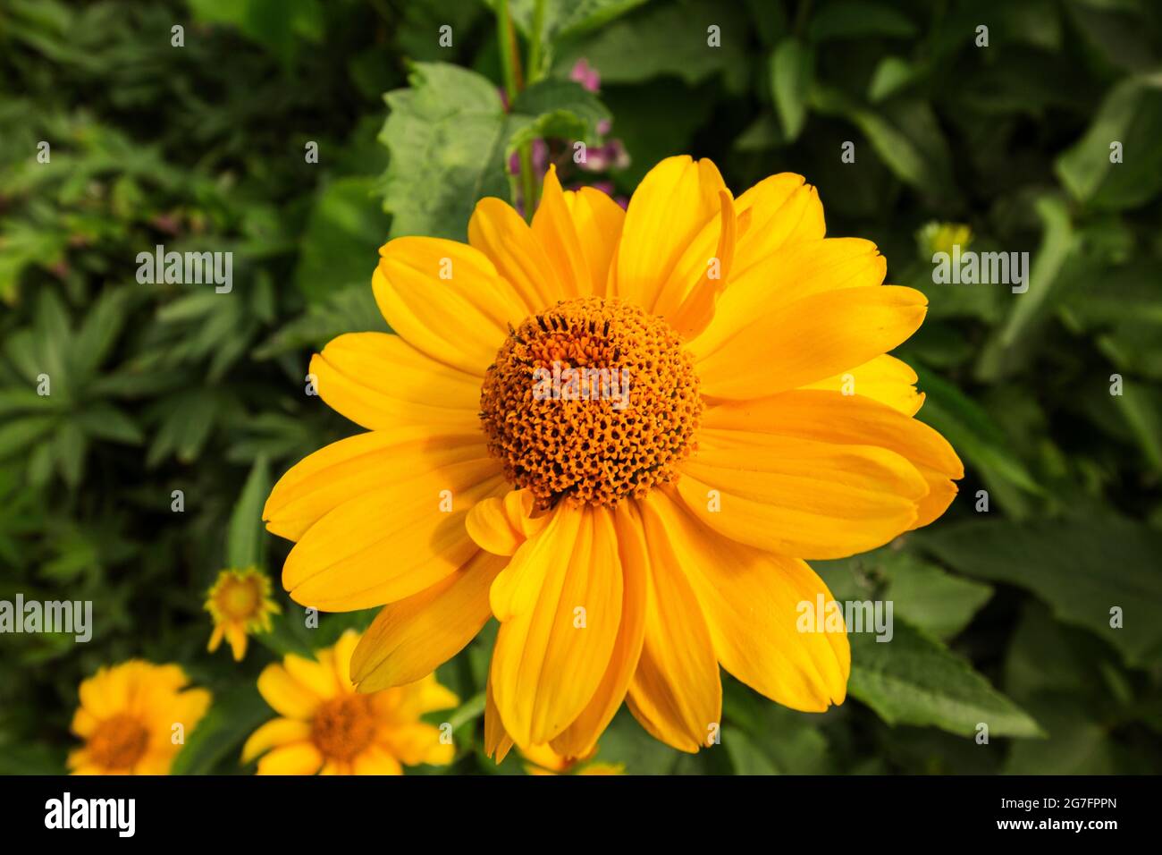 Yellow Heliopsis flower in the garden Stock Photo - Alamy