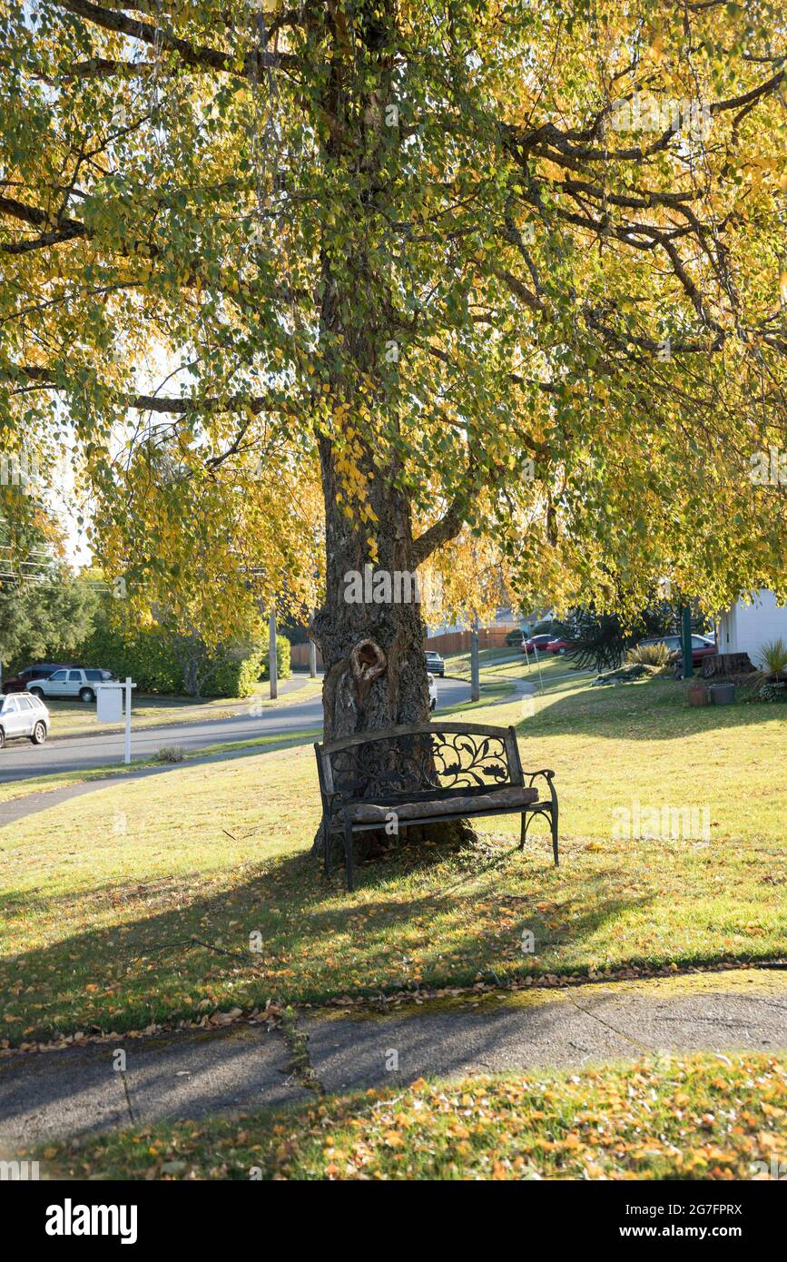 Outdoor bench under the shade of a large tree at Tacoma, Washington ...