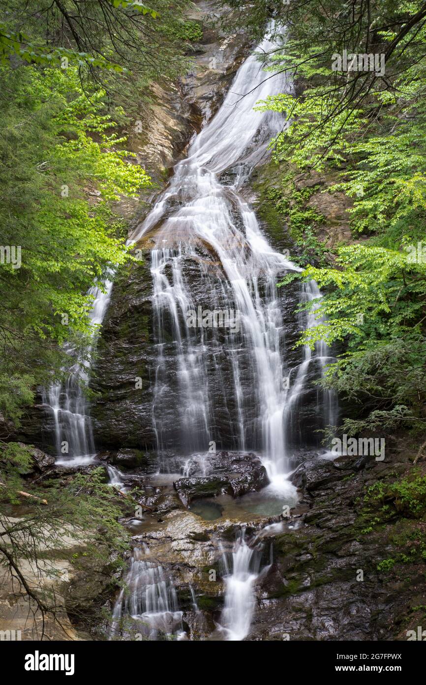 Beautiful vertical shot forest hi-res stock photography and images - Alamy