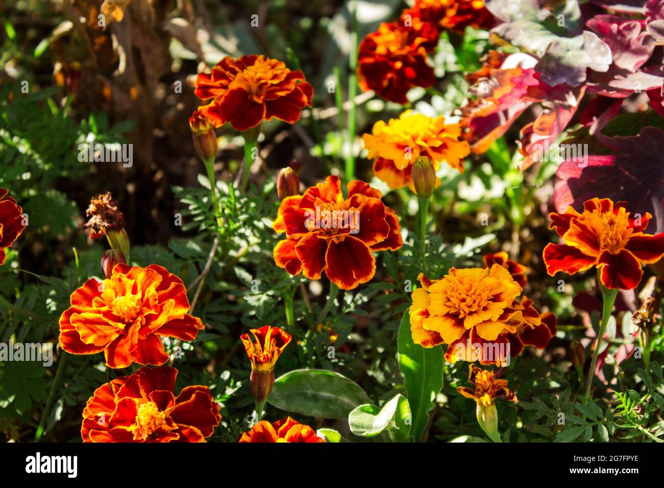 Beautiful marigold flowers in a garde Stock Photo - Alamy