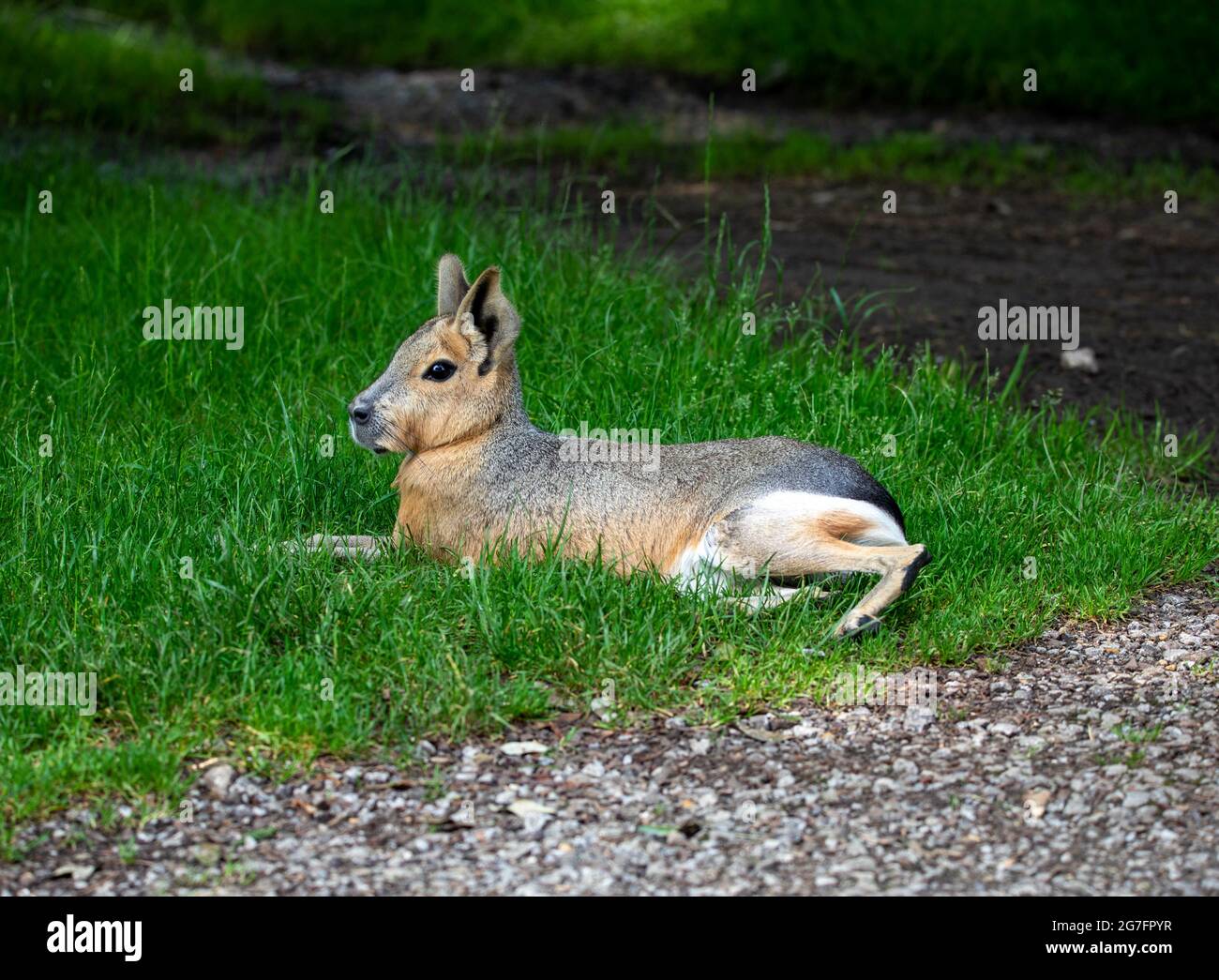 Chacoan mara, large South American rodent. ZSL Whipsnade Zoo ...
