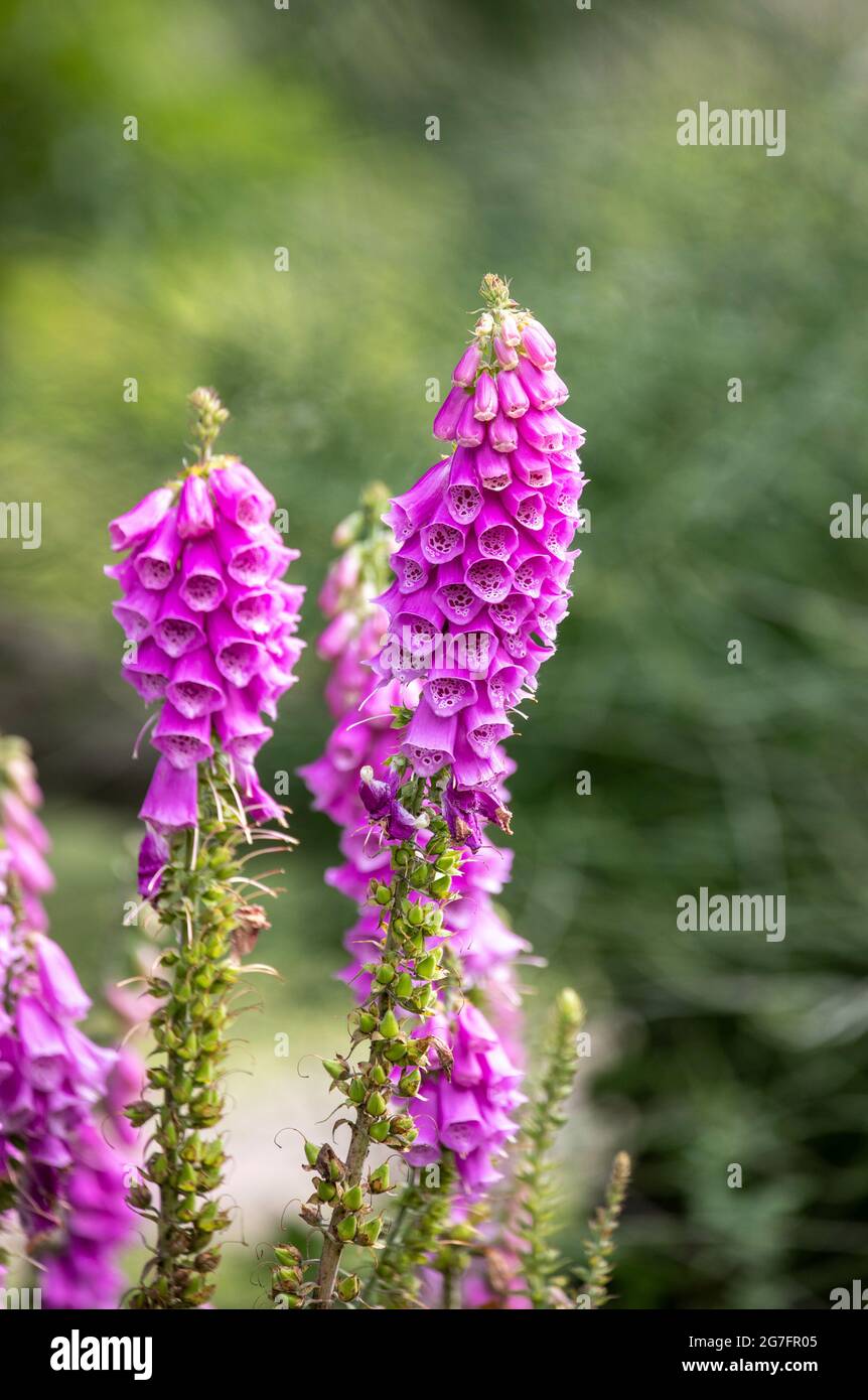 Vertical closeup of Digitalis, also known as foxgloves Stock Photo - Alamy