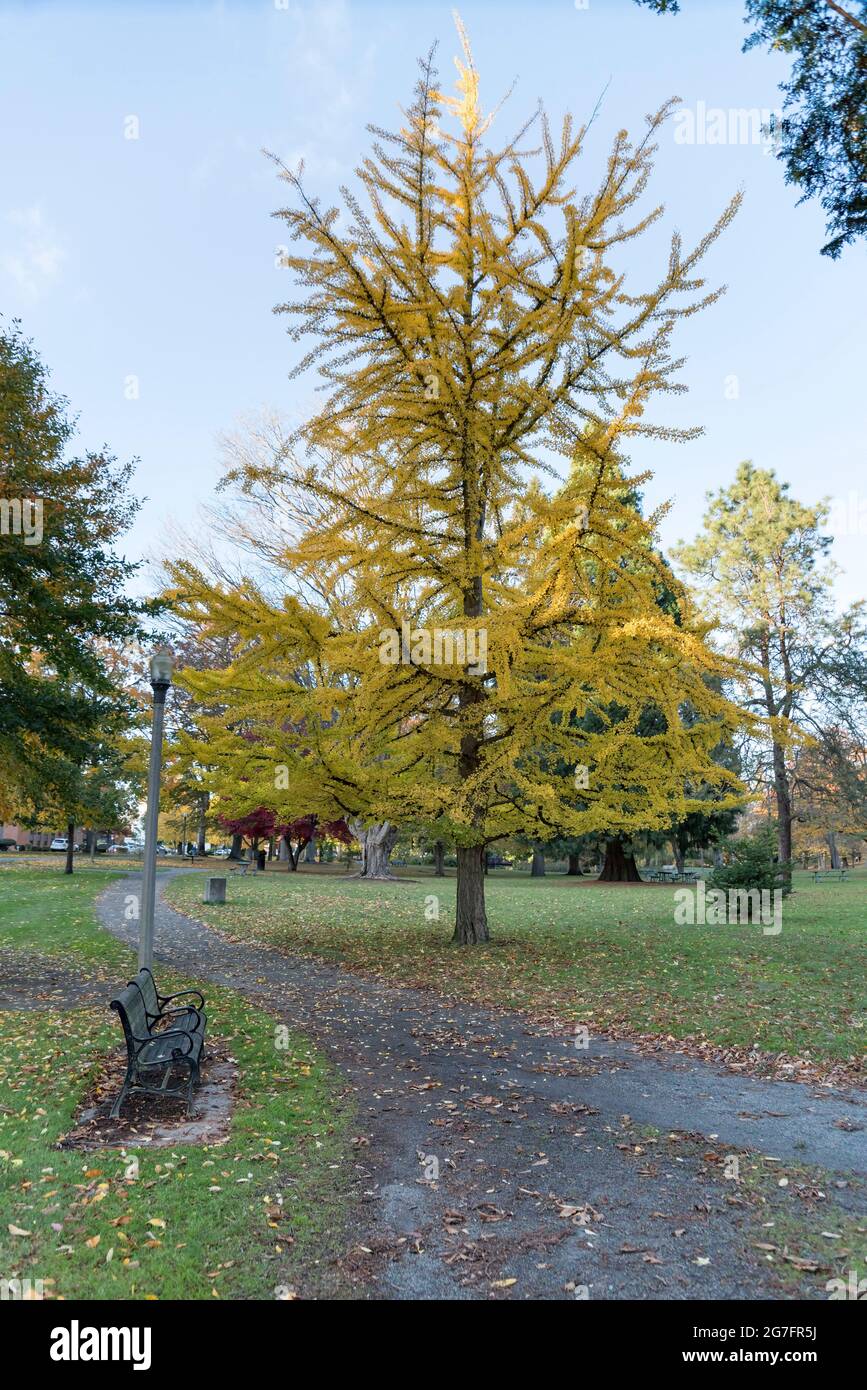 Fascinating large yellow tree in a park at Tacoma, Washington Stock ...