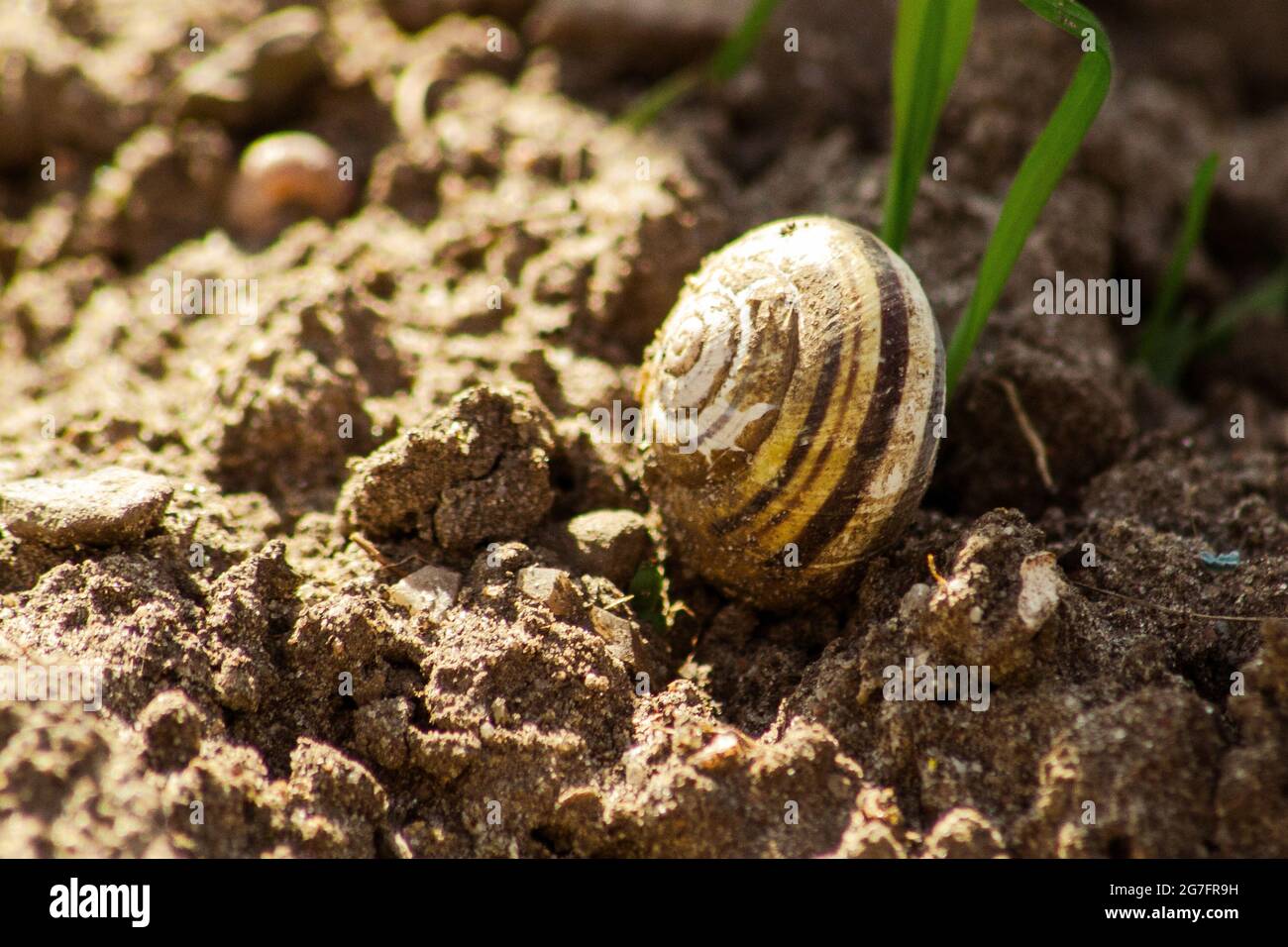 Shell of a snail in a garden Stock Photo - Alamy