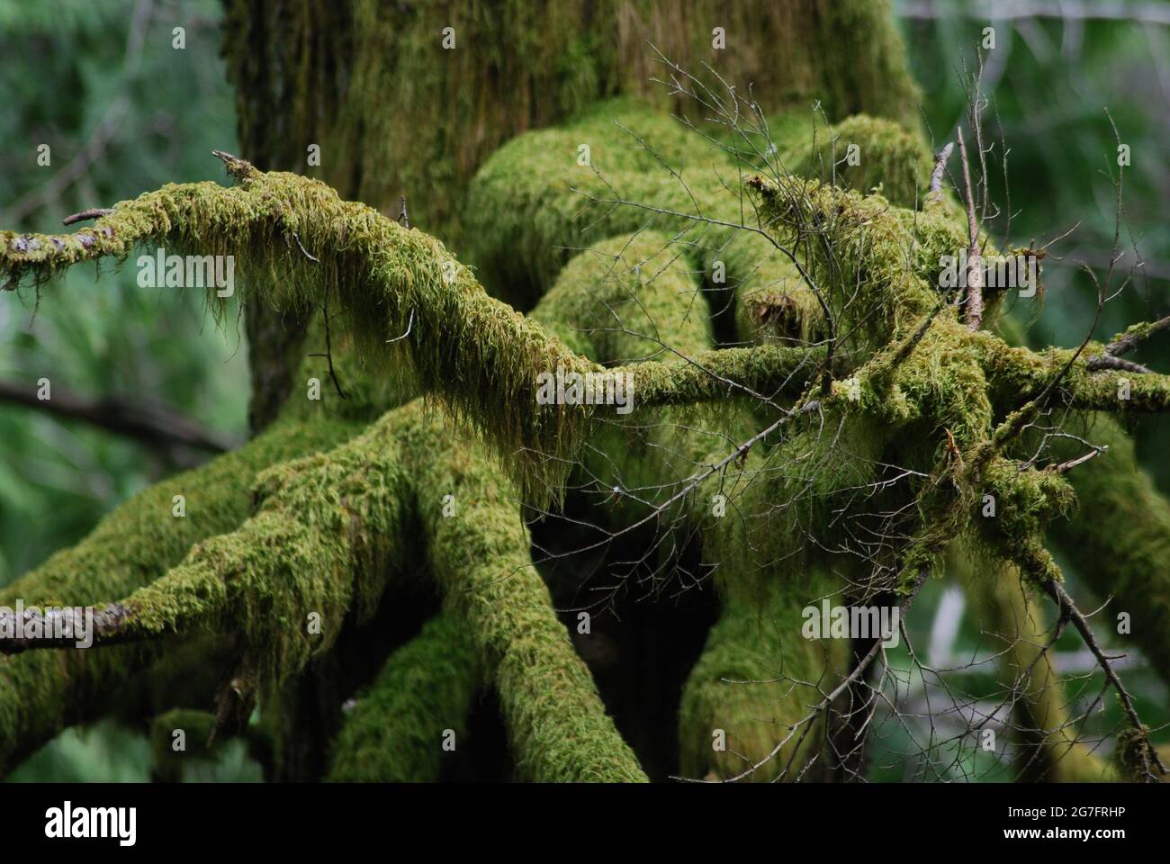Moss covered branches and trees in forests of Washington State Stock ...