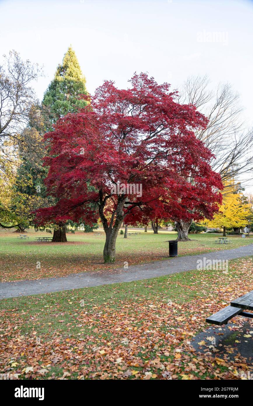 Red maple tree in an empty park at Tacoma, Washington Stock Photo - Alamy
