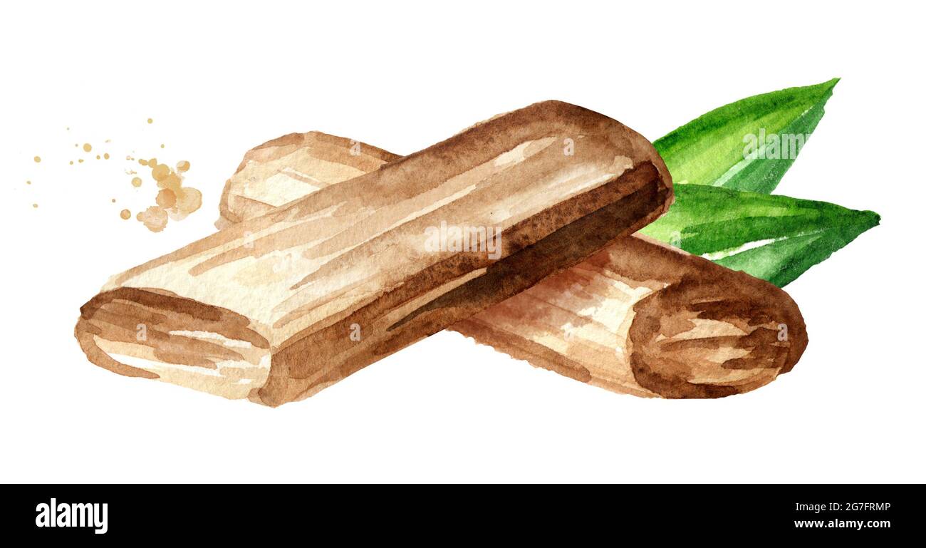 Sandalwood or Chandan Sticks with green leaves. Watercolor hand drawn ...