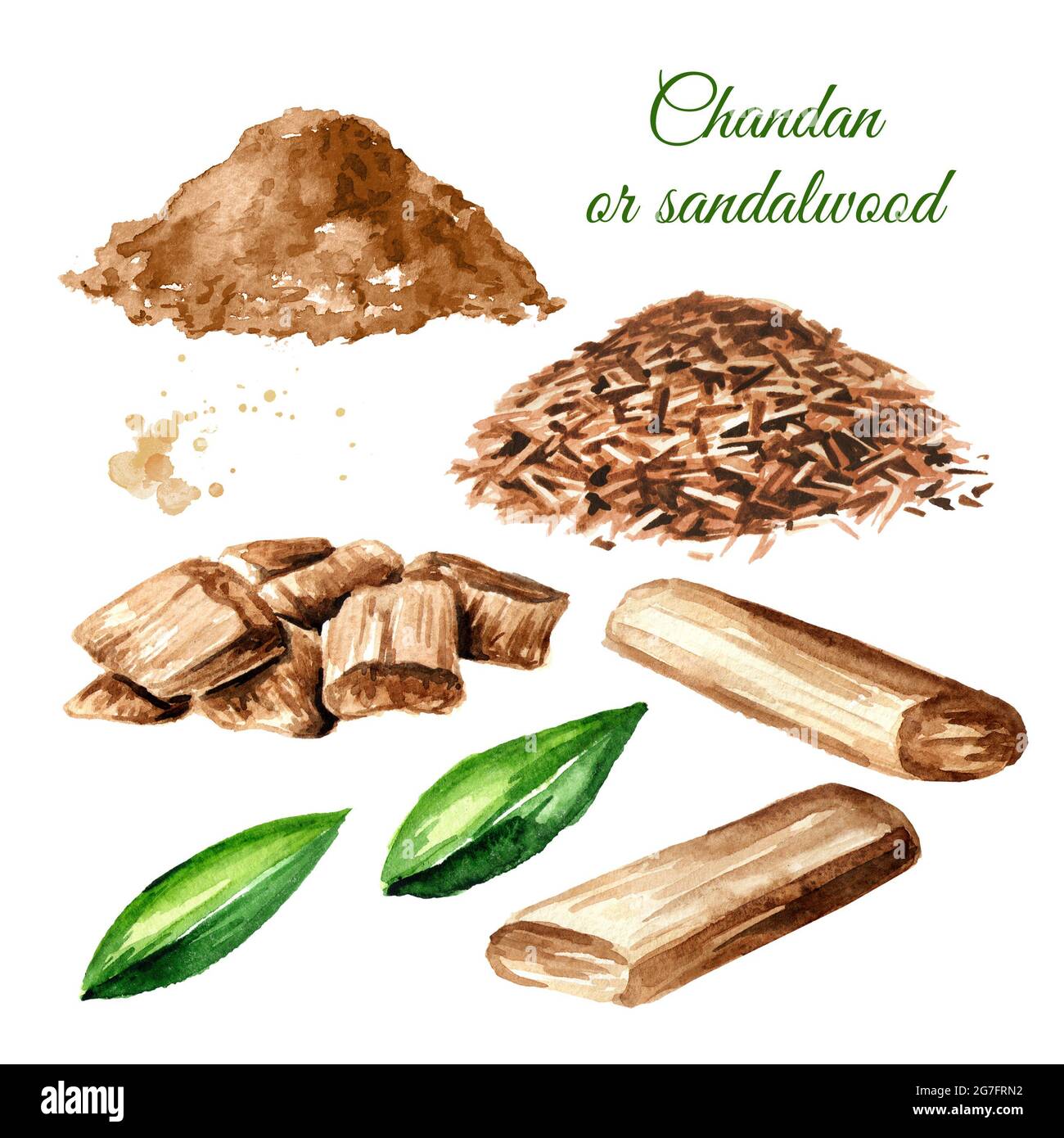 Sandalwood or Chandan Set. Sticks, shavings, powder and leaves ...