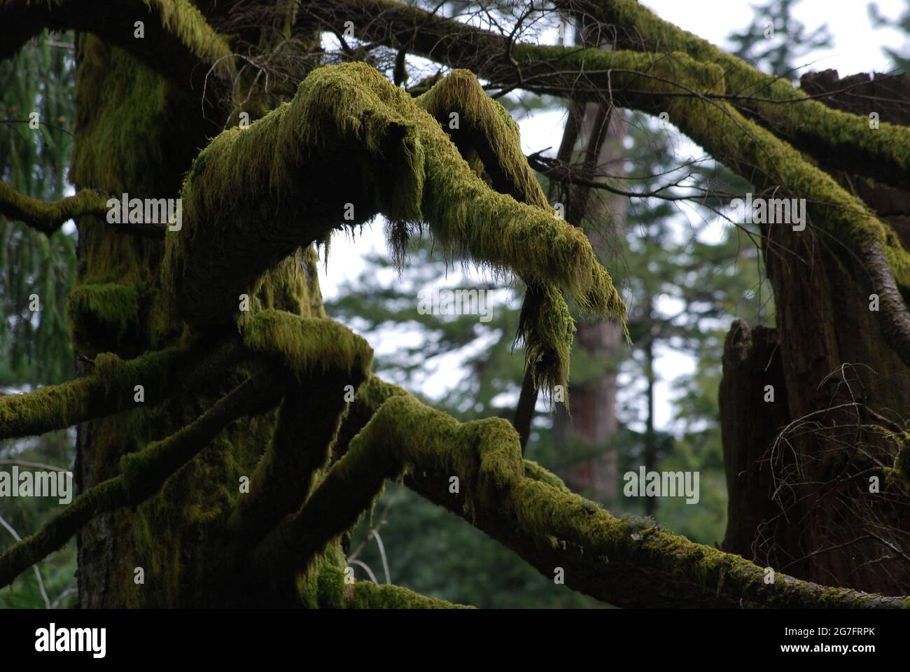 Moss covered branches and trees in forests of Washington State Stock ...