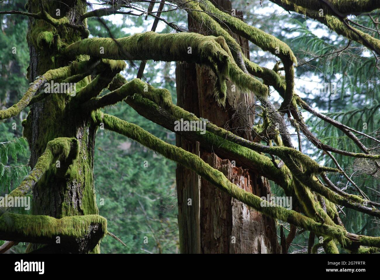Moss covered branches and trees in forests of Washington State Stock ...
