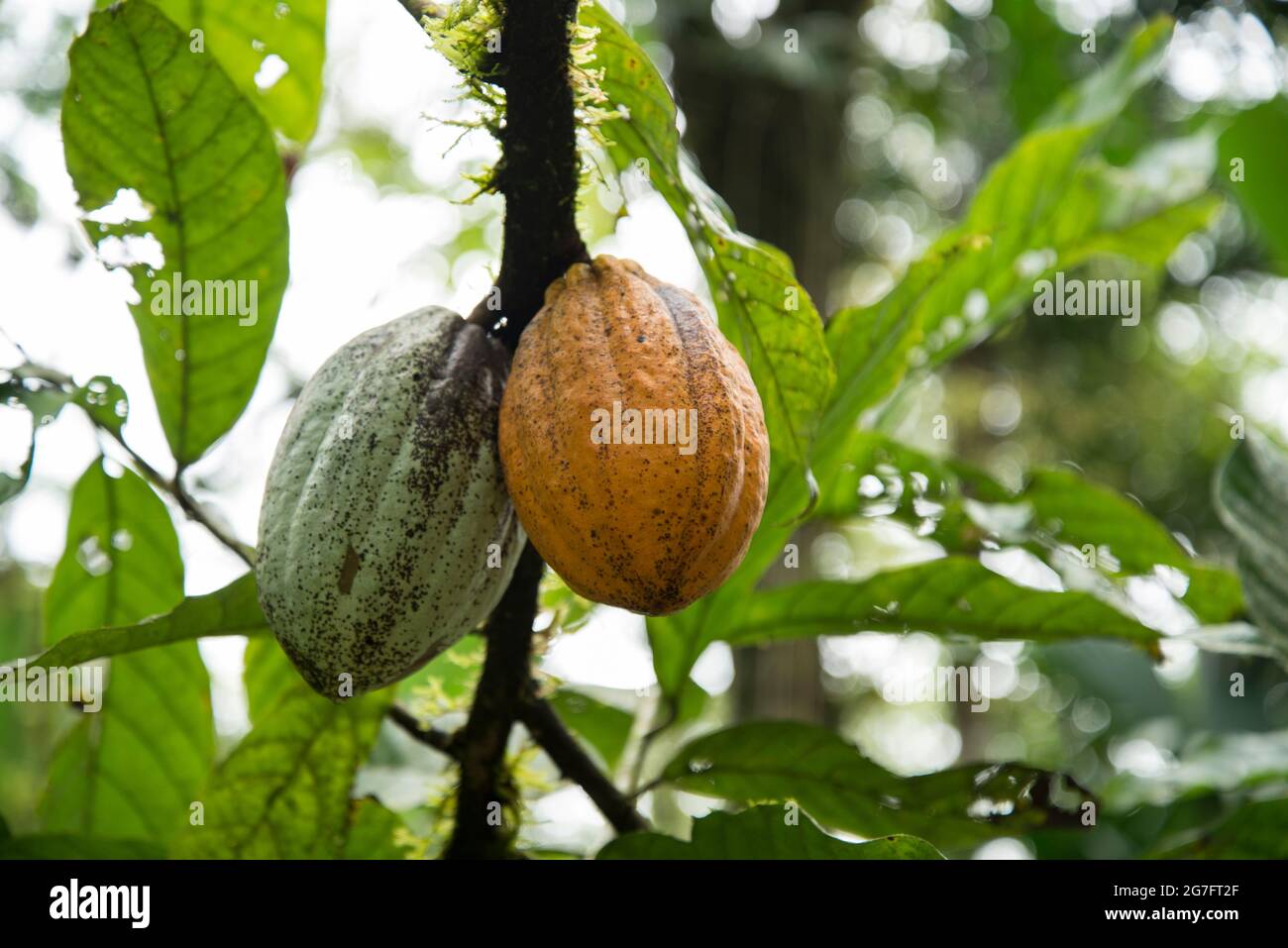 Cacao trees hi-res stock photography and images - Alamy