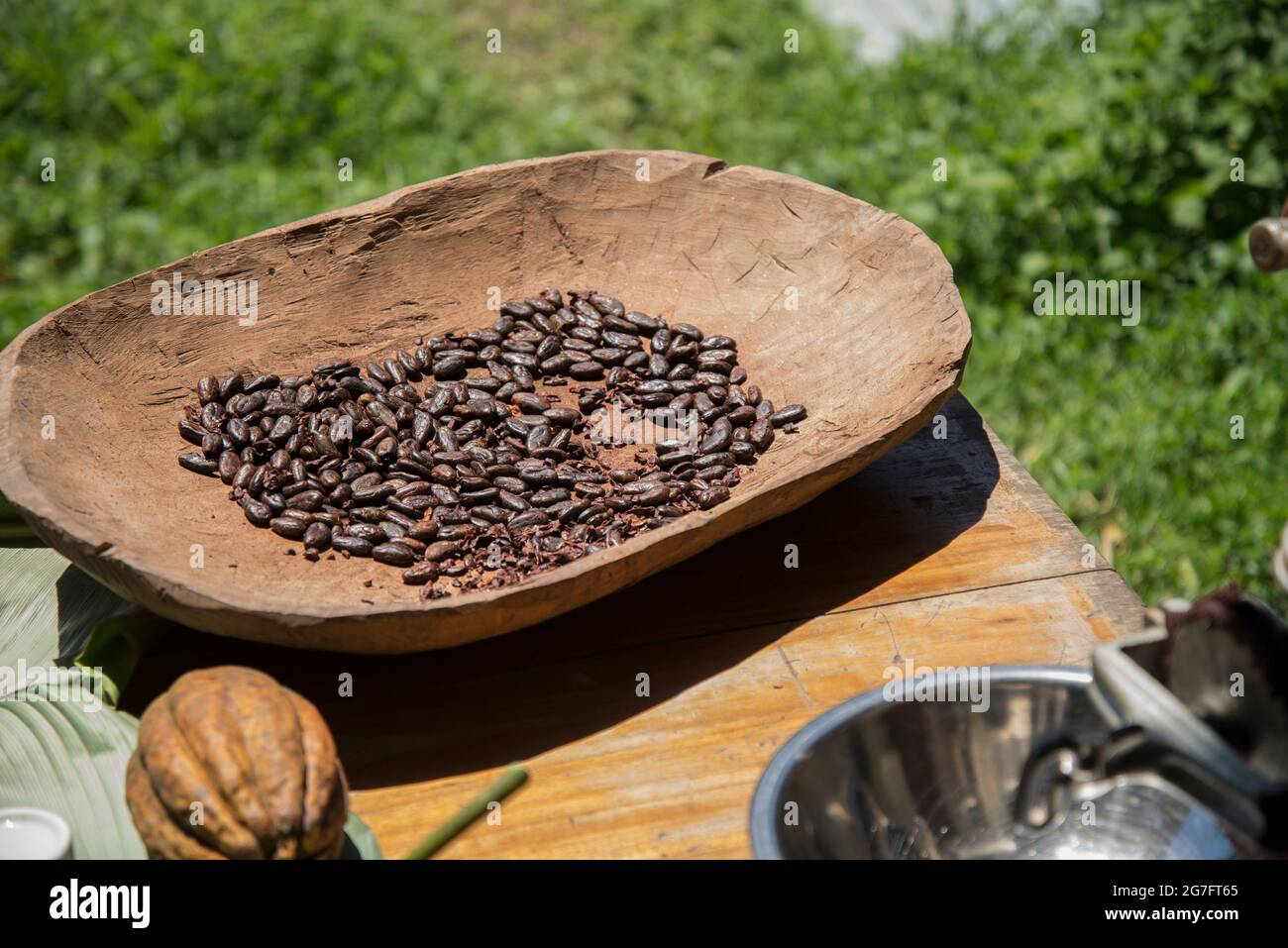 Cacao plants hi-res stock photography and images - Alamy